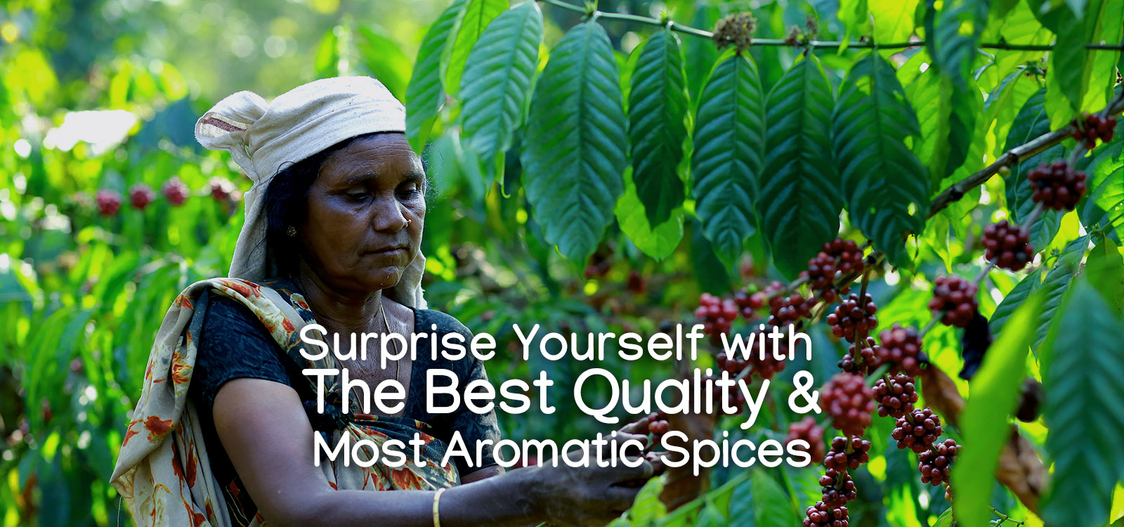 Moolakara Wayanad Spices Pvt. Ltd. Exporting Coffee Beans, Pepper, Ginger & Turmeric